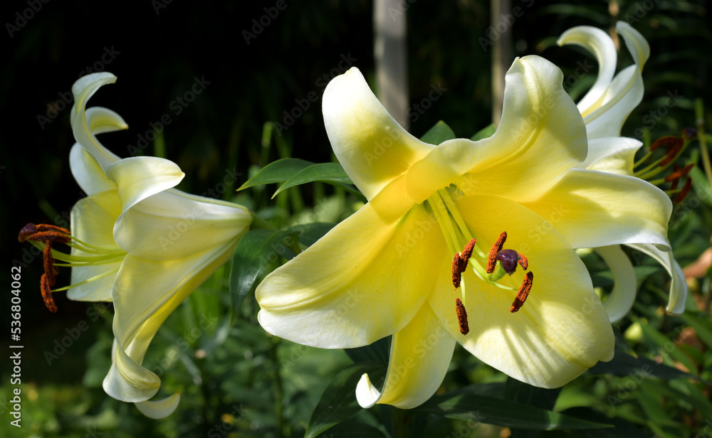 lys jaune Conca d'or, perfect yellow flower, delicate yellow lily, high ...