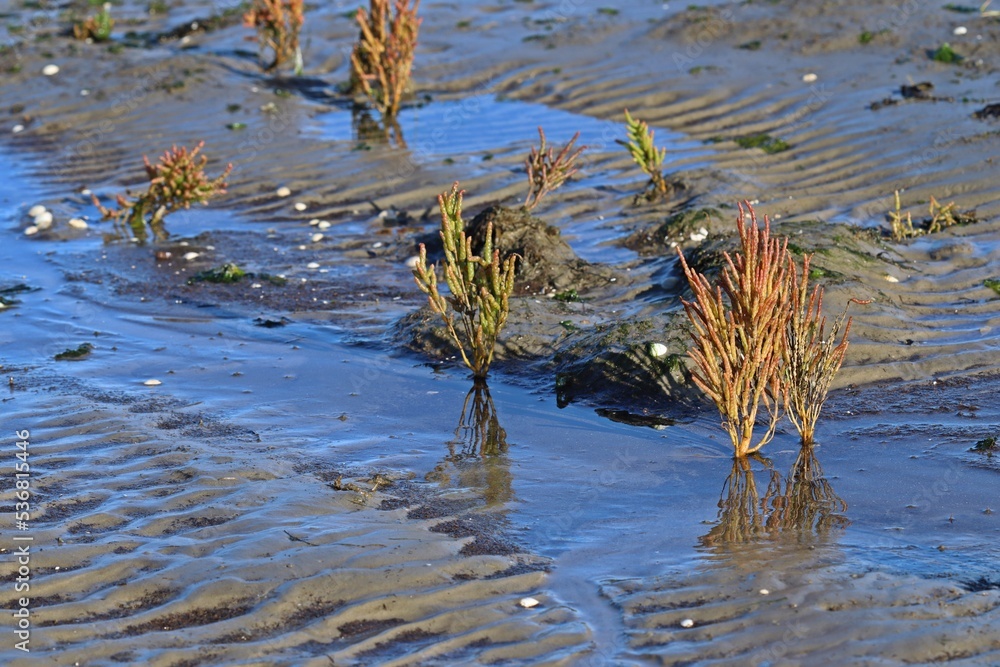 Europäischer Queller (Salicornia europaea agg.) im Nationalpark ...