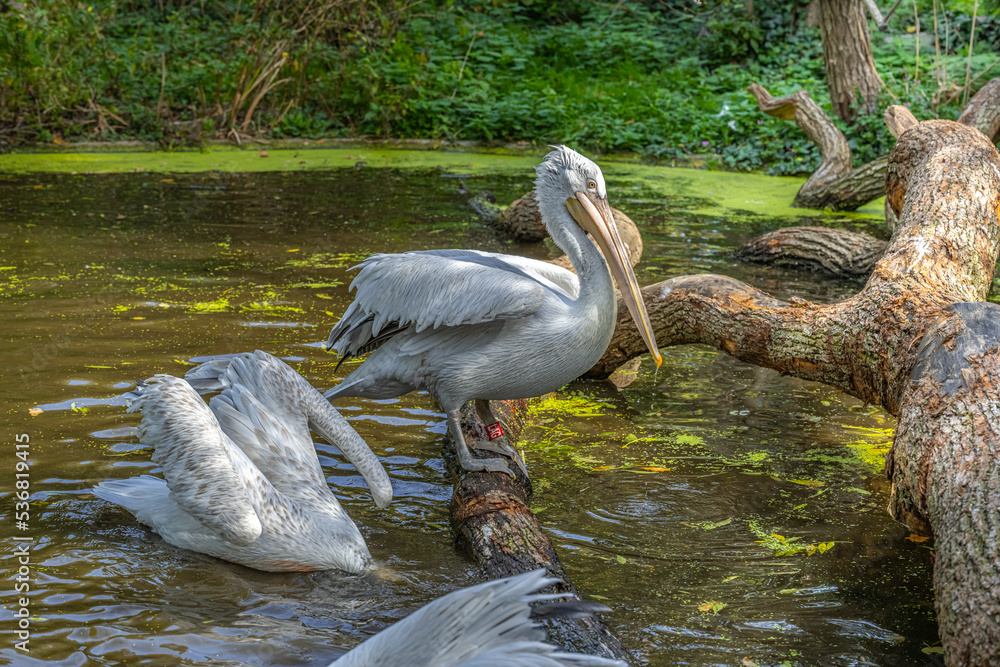 Der Tiergarten Schönbrunn ist der älteste Zoo der Welt. Er wurde 1752 ...