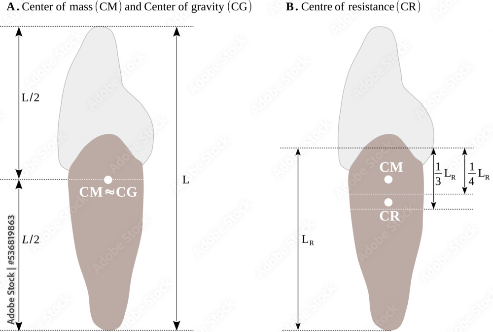 Locations of the centers of mass, gravity and resistance of the tooth ...