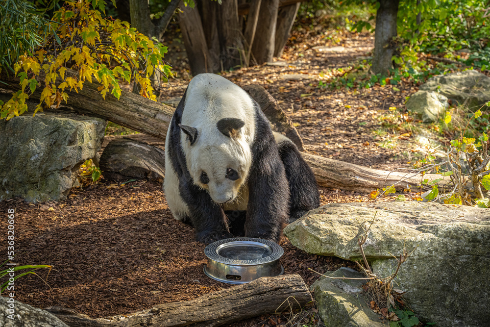 Der Tiergarten Schönbrunn ist der älteste Zoo der Welt. Er wurde 1752 ...