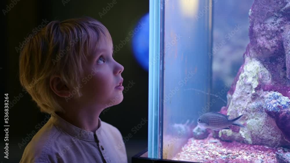 Stockvideo Little boy watches fishes in aquarium. Child exploring ...