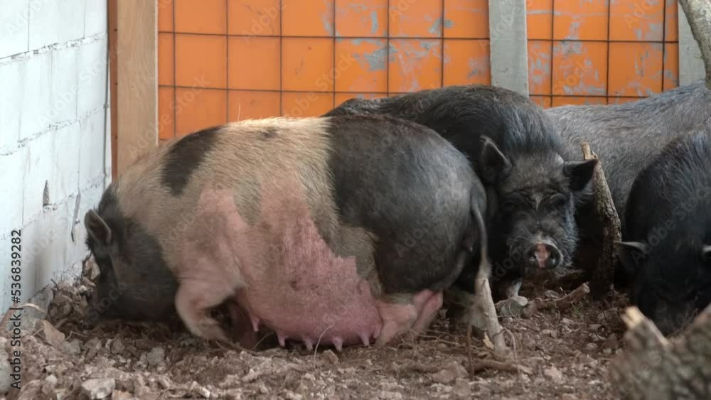 A large pigs sow breed of lop-bellied in a pigsty on a small farm ...