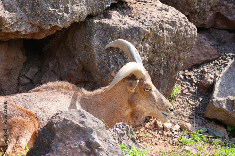 The Barbary sheep (Ammotragus lervia), also known as aoudad is a ...