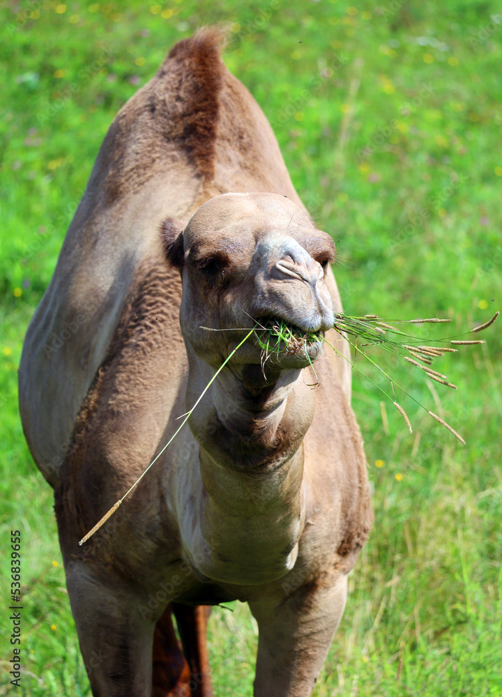 Camel is an ungulate within the genus Camelus, bearing distinctive ...