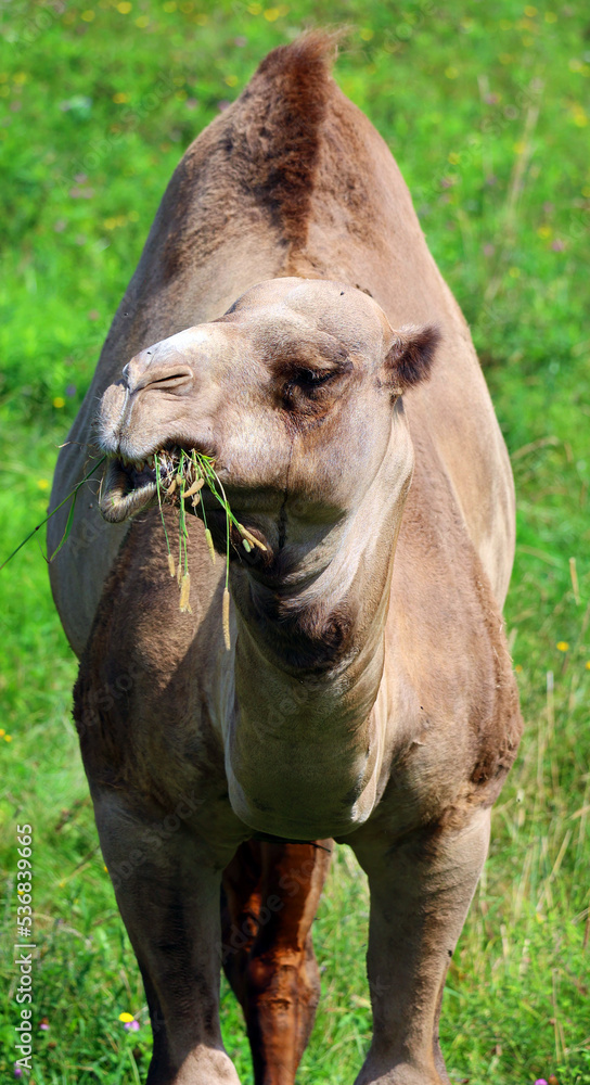 Camel is an ungulate within the genus Camelus, bearing distinctive ...