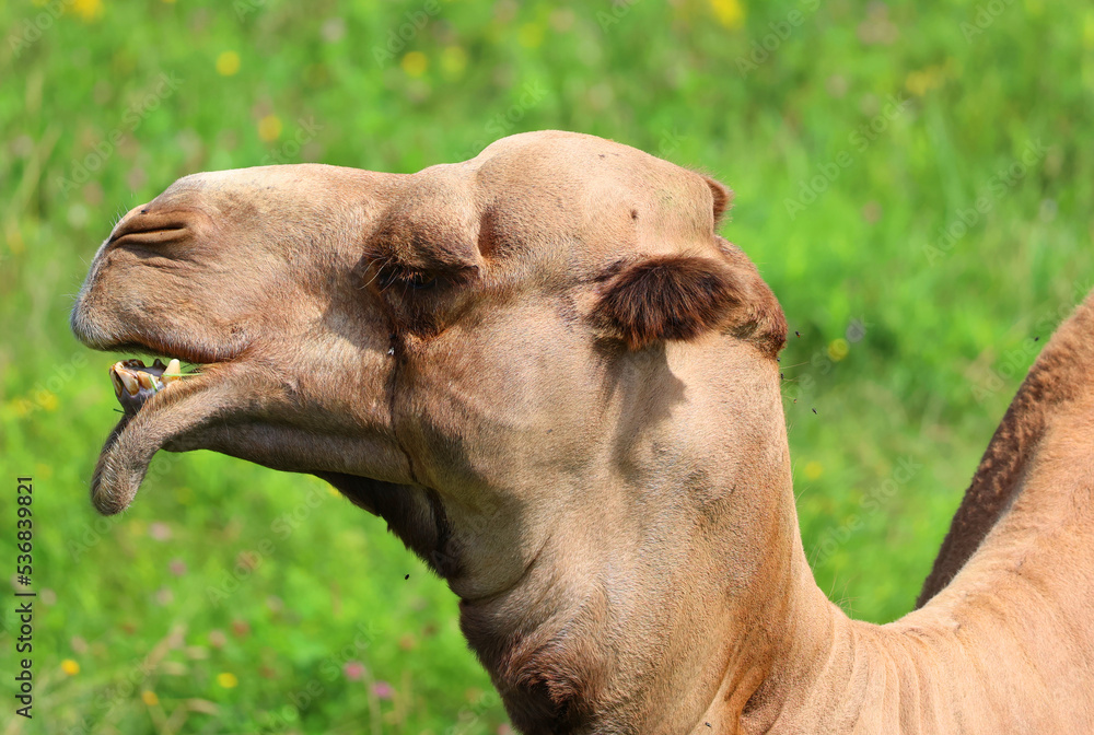 Camel is an ungulate within the genus Camelus, bearing distinctive ...