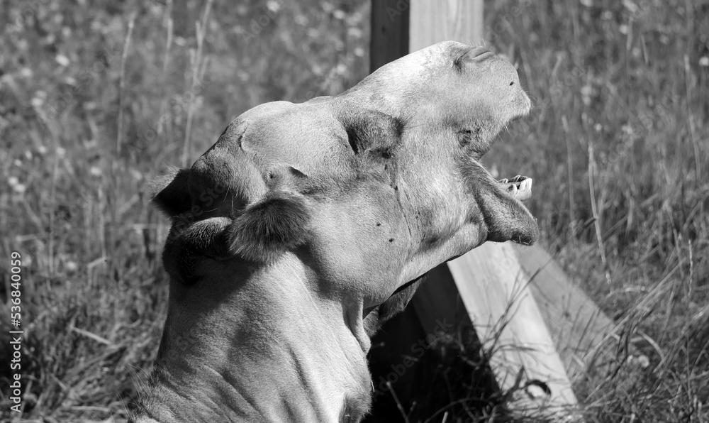 Camel is an ungulate within the genus Camelus, bearing distinctive ...