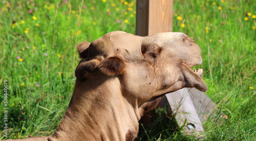 Camel is an ungulate within the genus Camelus, bearing distinctive ...