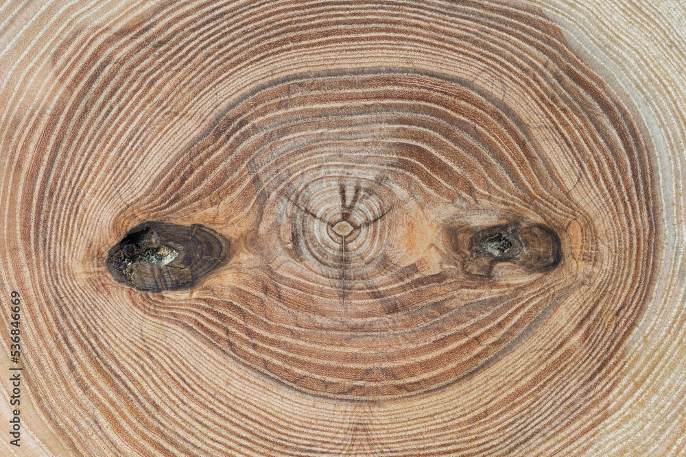 Cracked wood slice. Annual growth rings of poplar tree. Tree anatomy ...