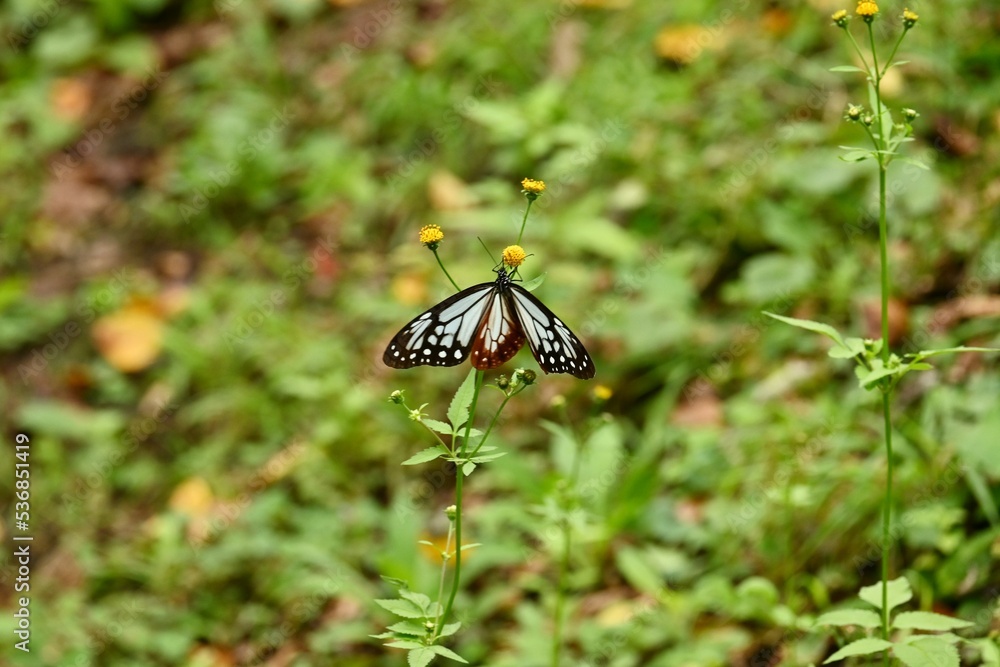 Chestnut tiger butterfly female (Parantica sita).A large butterfly with ...