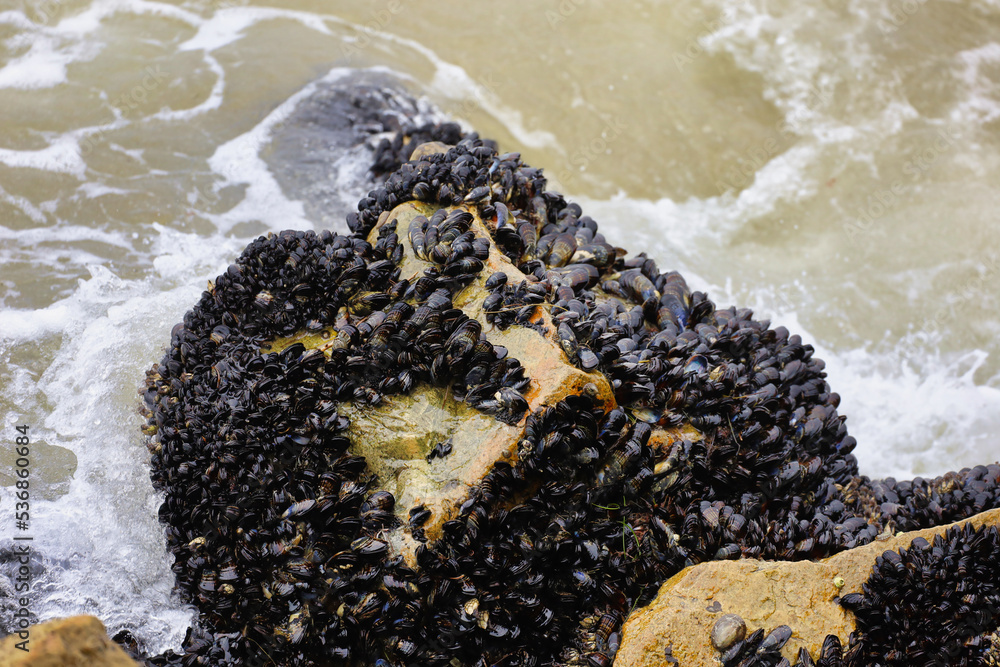 Mussel shells goose barnacles and other crustaceans clustered together ...