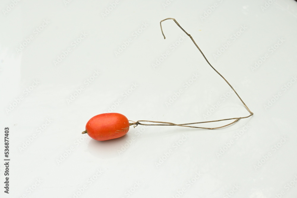 Foto Stock Japanese snake gourd (Trichosanthes cucumeroides). Flowers ...