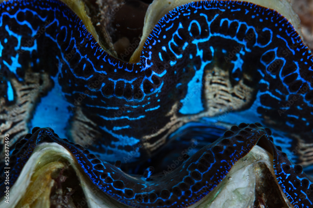 A colorful giant clam, Tridacna crocea, grows on a coral reef in ...