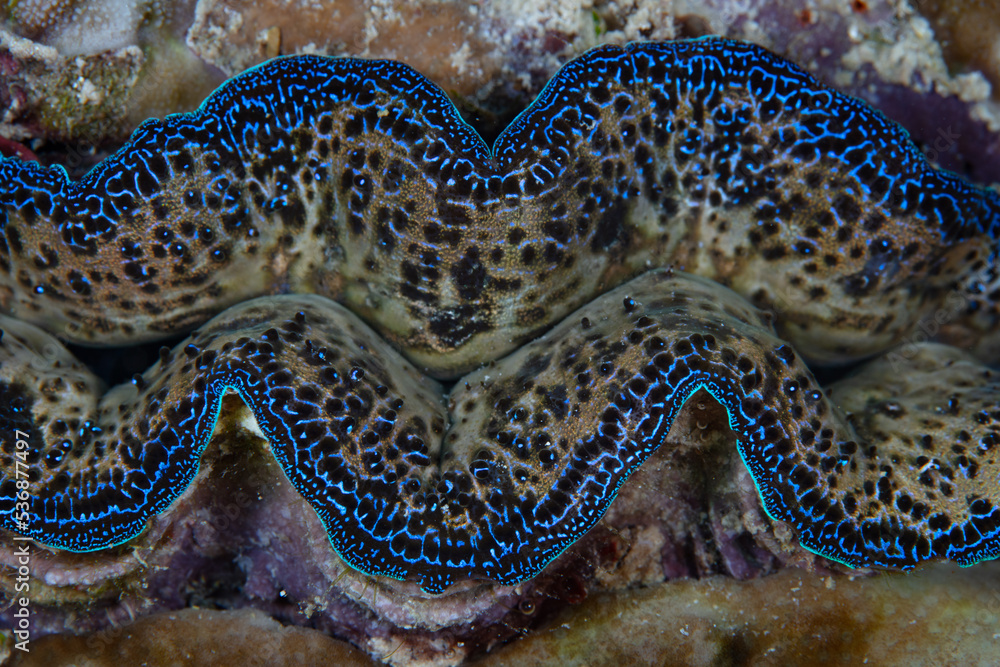 A colorful giant clam, Tridacna crocea, grows on a coral reef in ...