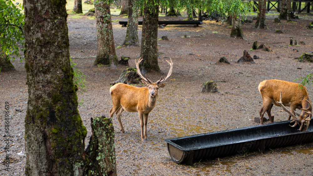 ciervos comiendo alimentandose en medio del bosque dentro de un ...