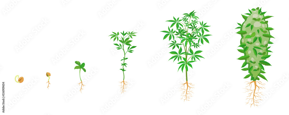 Cannabis growth in stages. Marijuana sprouting infographic. Sowing and ...