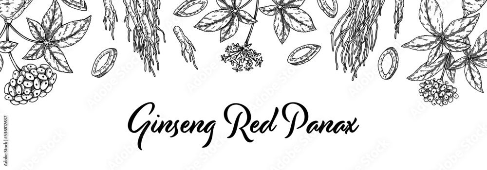 Ginseng horizontal design. Hand drawn botanical vector illustration in ...