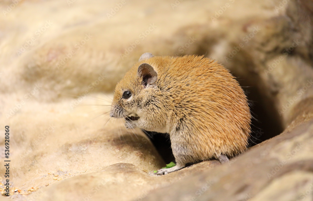 Acomys russatus, a golden spiny mouse, from the middle east eating ...