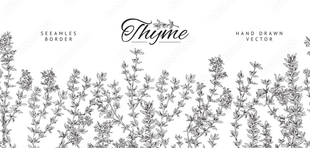Thyme plant seamless border, banner template with text, sketch vector ...