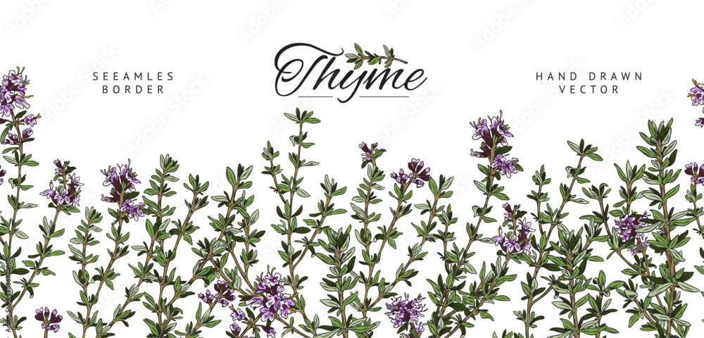Thyme hand drawn seamless border design sketch vector illustration ...
