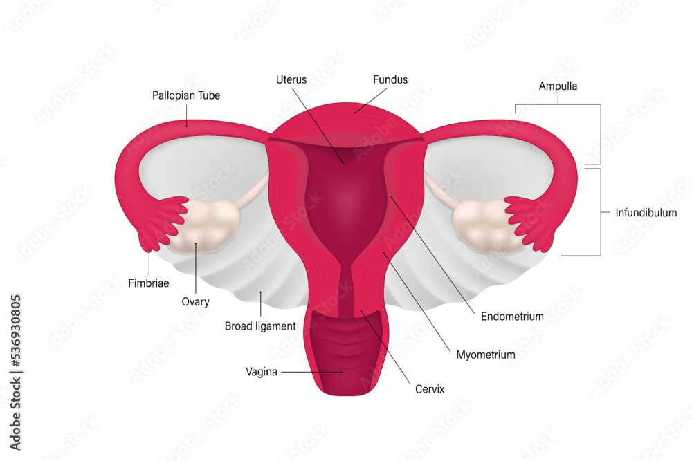 Diagram of female reproductive system. Human anatomy. Vectors for use ...