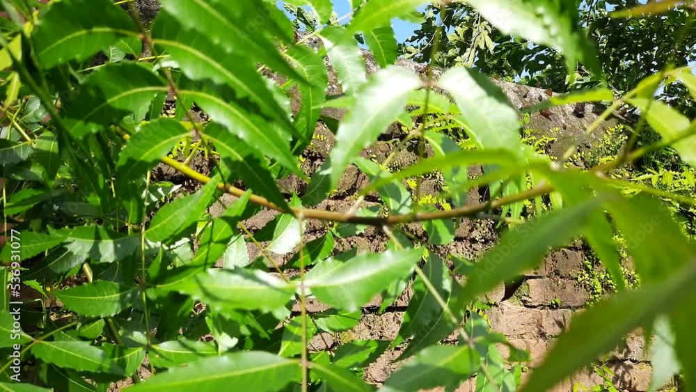 Neem leaves in tree. It's other names Azadirachta indica, nimtree and ...