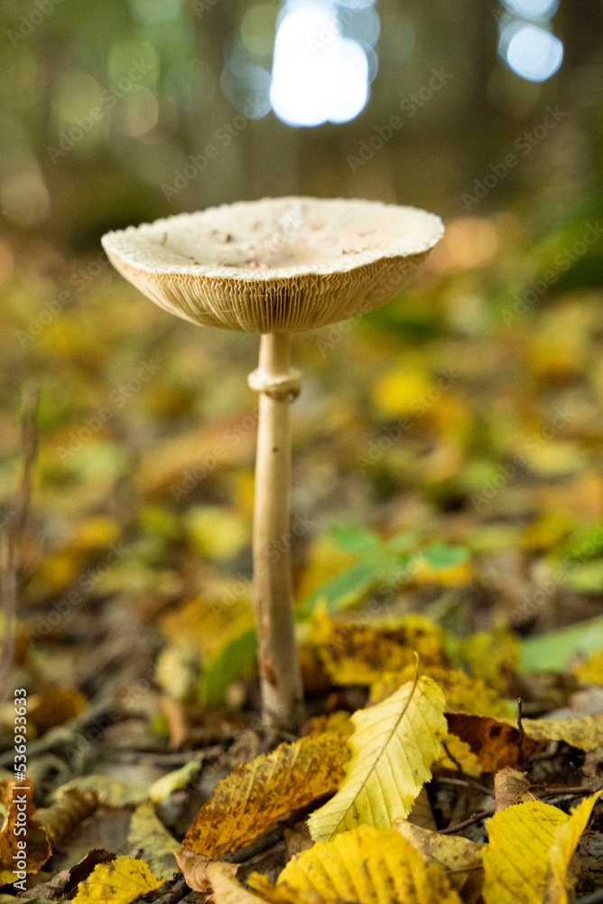 Pilze im Wald, Essbar oder giftig. Lamellenpilz Stock Photo | Adobe Stock