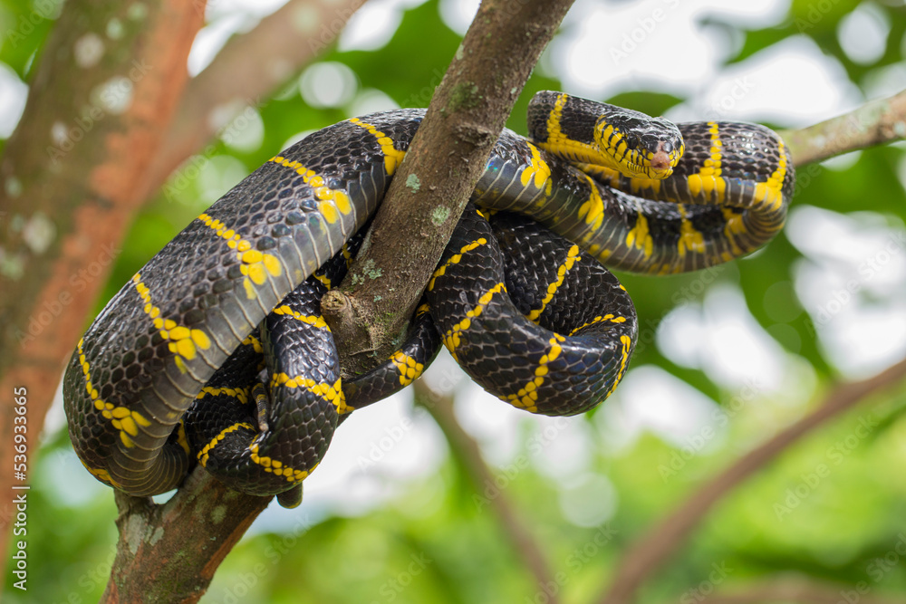 Boiga dendrophila, commonly called the mangrove snake or gold-ringed ...