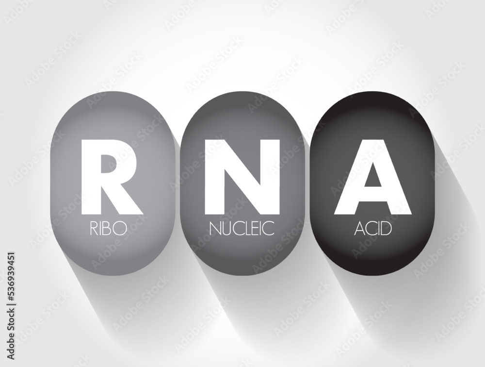 RNA Ribonucleic acid - polymeric molecule essential in various ... RNA Ribonucleic acid - polymeric molecule essential in various ...