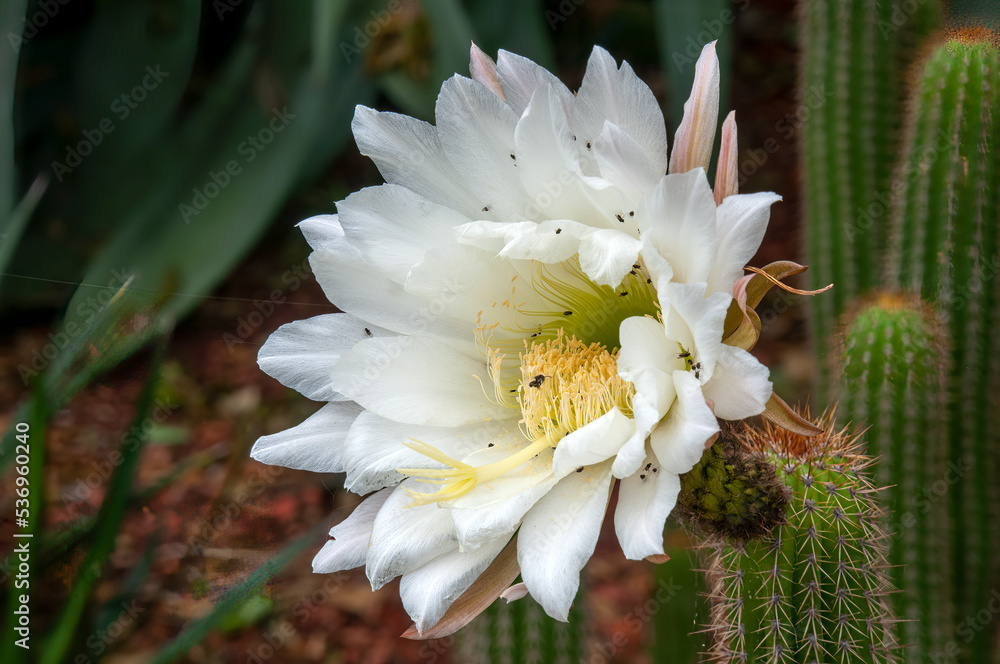 Sydney Australia, large white flower of an organ pipe cactus filled ...
