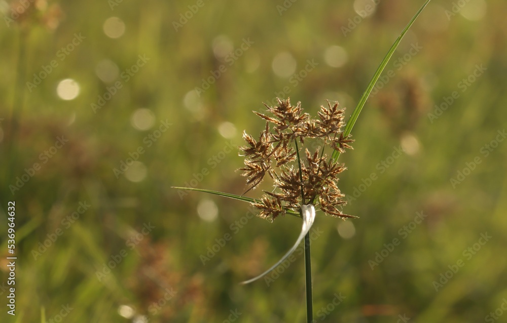 Closeup of Cyperus rotundus. Nut grass. Coco grass. Java grass. Purple ...