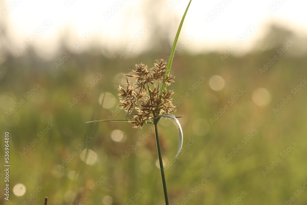 Nut grass. Cyperus rotundus. Coco grass. Java grass. Purple nutsedge ...