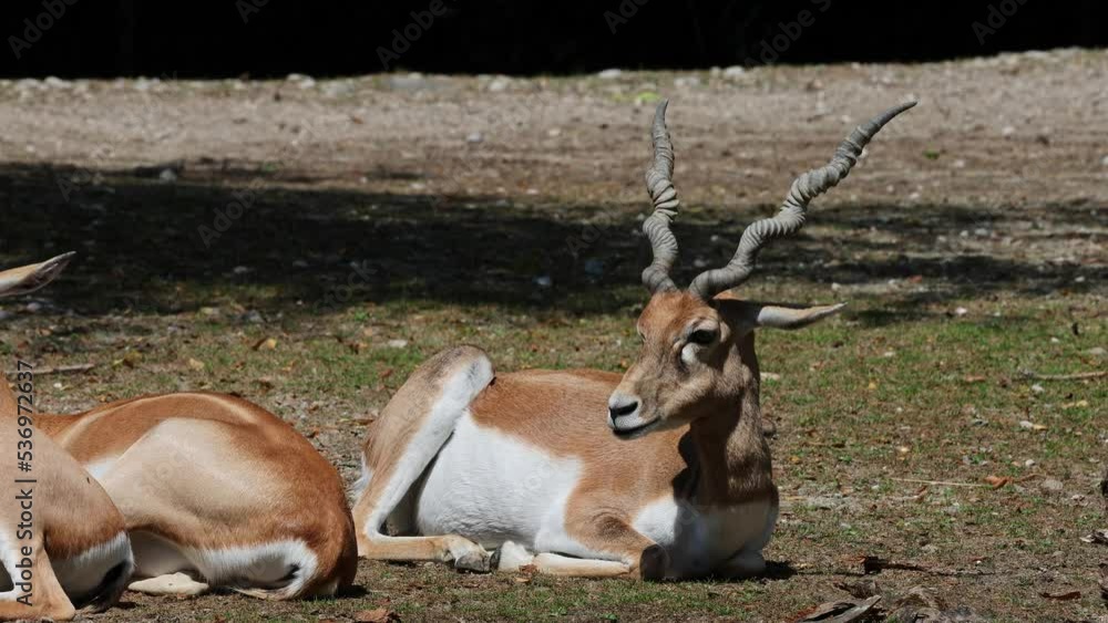 The Indian Blackbuck, Antelope cervicapra or Indian antelope inhabits ...