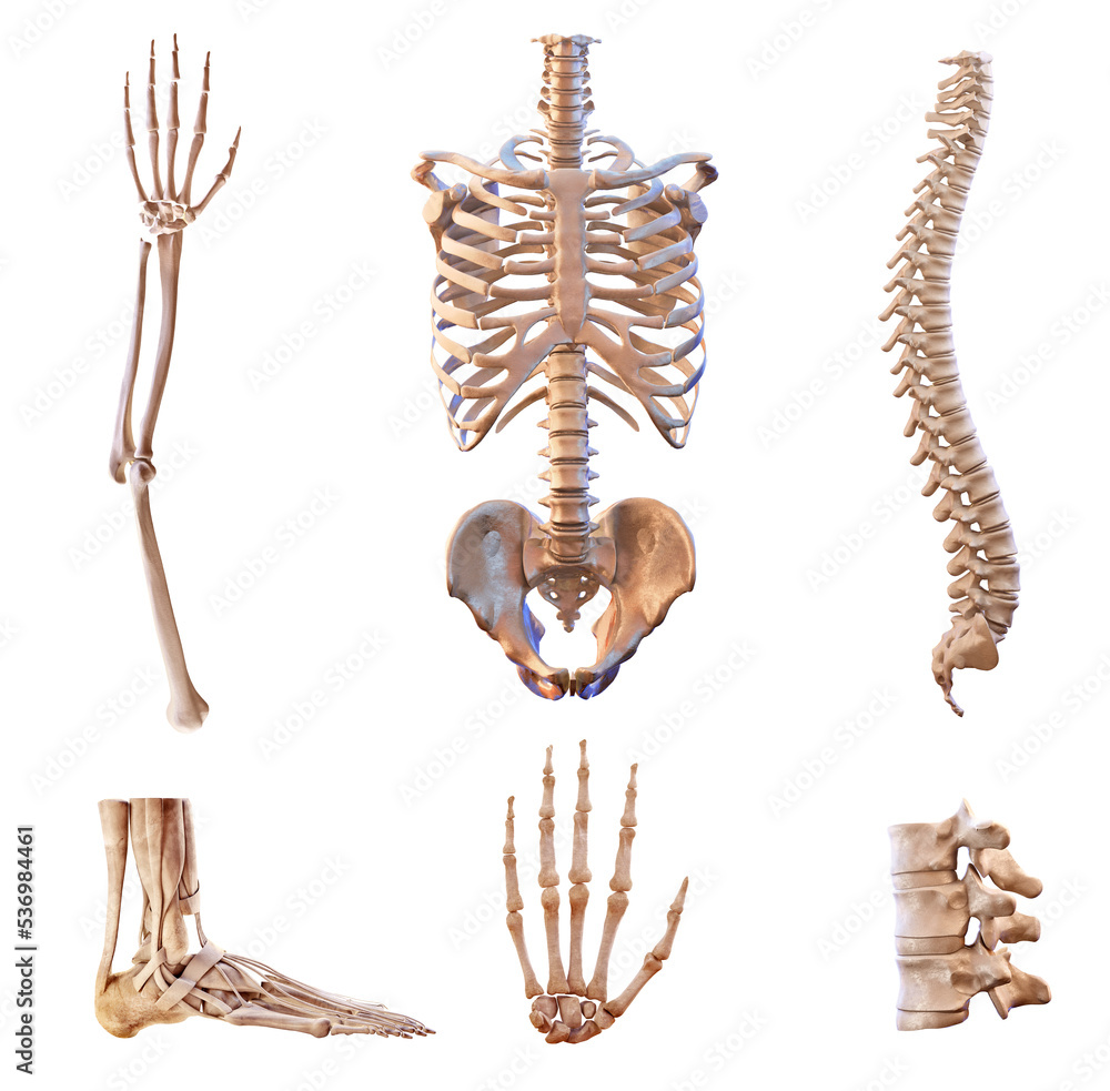 Human skeleton vertebrae anatomy. Spine vertebral, rib cage, hip ...