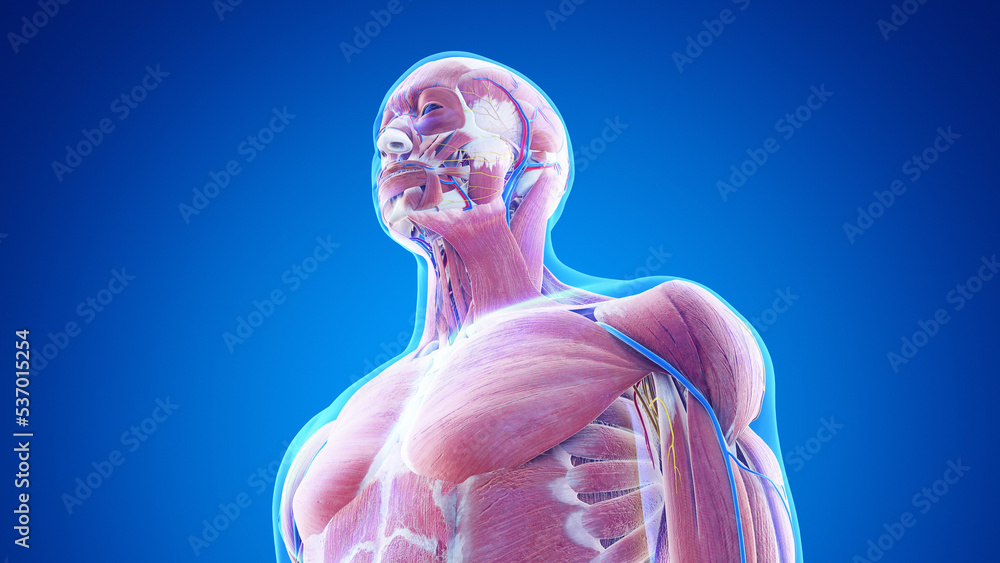 3d rendered medical illustration of the male upper body anatomy Stock ...