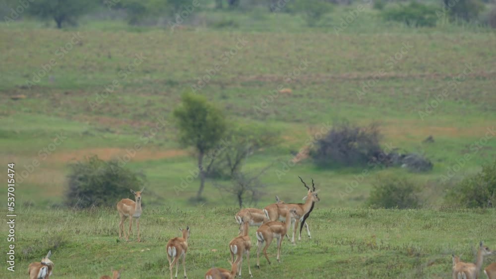 blackbuck (Antilope cervicapra), also known as the Indian antelope from ...