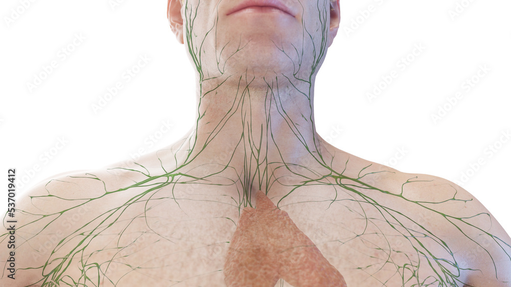 3d rendered medical illustration of the lymphatic vessels of the neck ...