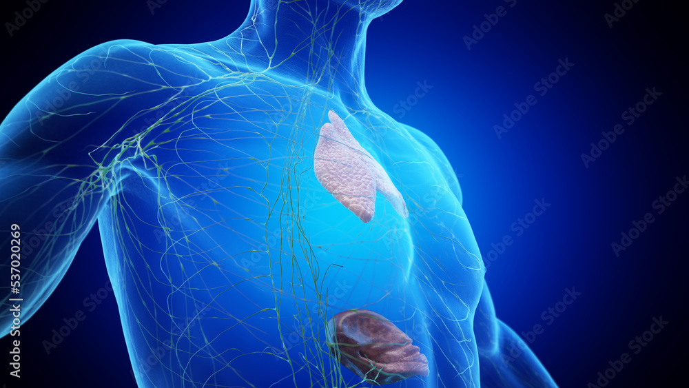 3d rendered medical illustration of the lymphatic system including the ...