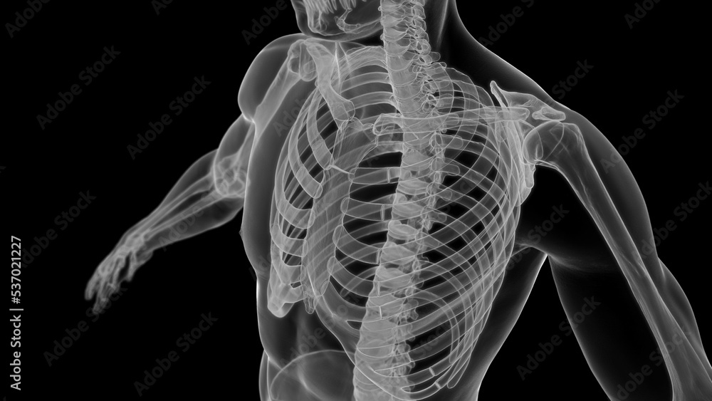 3d rendered medical illustration of the skeletal anatomy of the upper ...