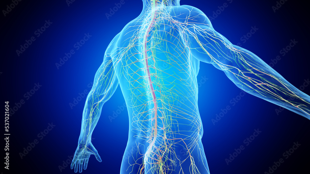 3d rendered medical illustration of the spinal cord and thorax nerves ...