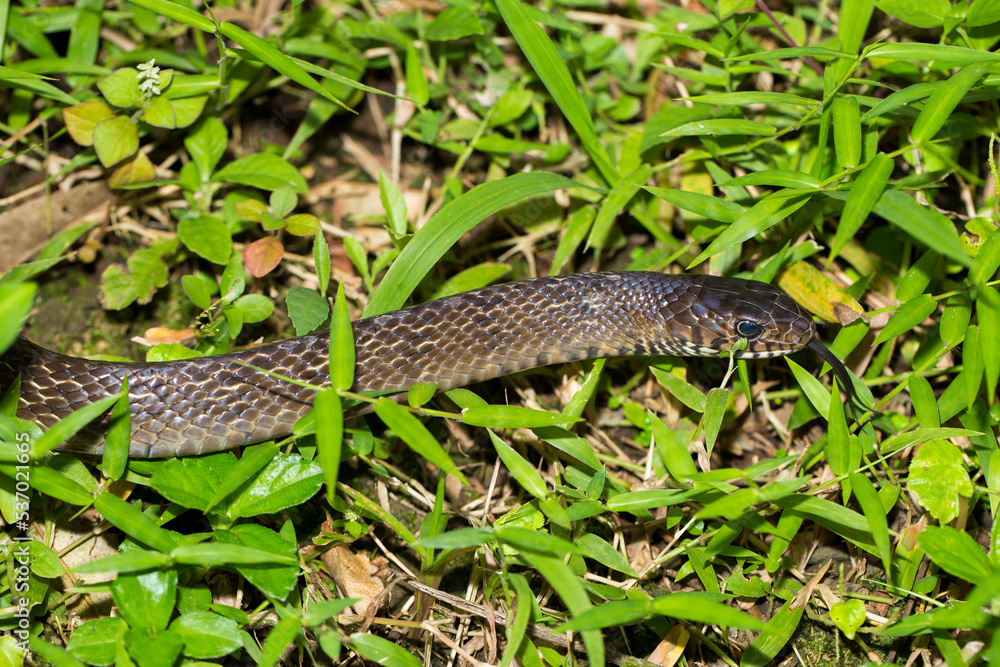 Ptyas mucosa, oriental ratsnake, Indian rat snake in the wildlife Stock ...