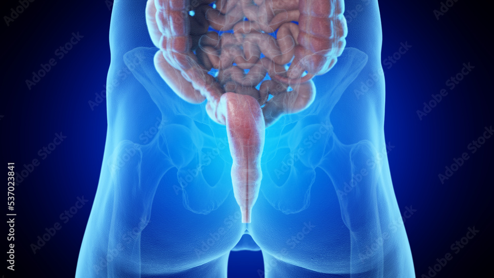 3d rendered medical illustration of a posterior view of the rectum Stock Illustration | Adobe Stock