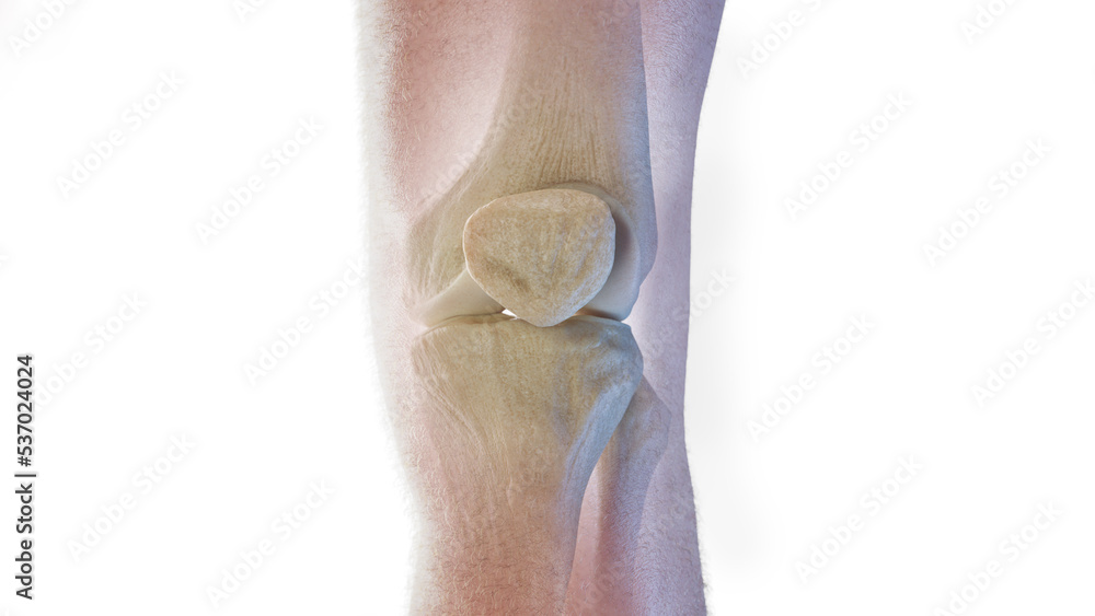 3d rendered medical illustration of the anterior skeletal knee Stock ...