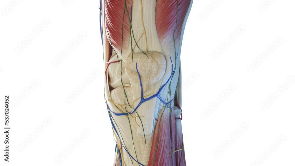 3d rendered medical illustration of the anterior anatomy of the knee ...