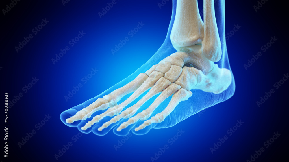 3d rendered medical illustration of the skeletal anatomy of the foot ...