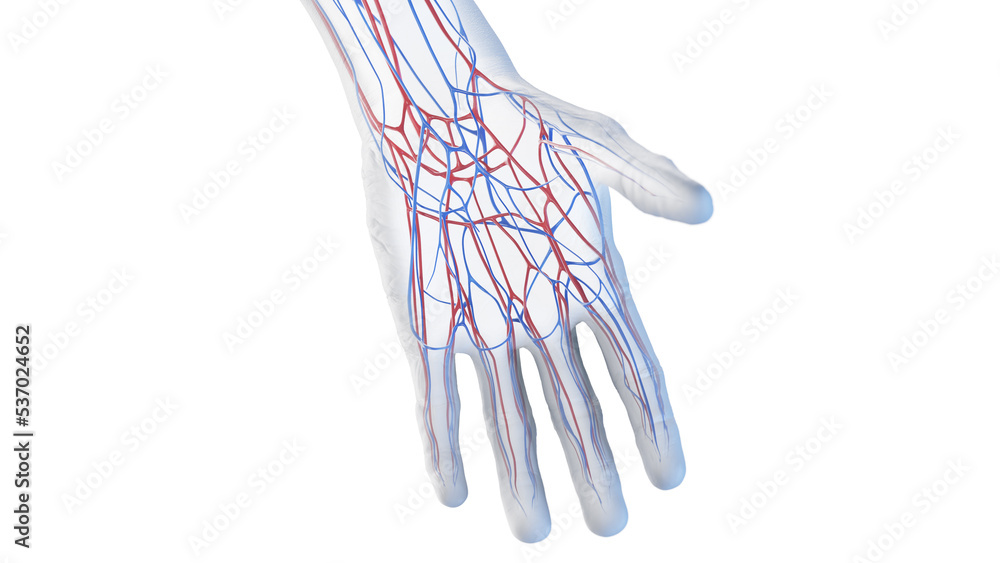 3d rendered medical illustration of the vascular anatomy of the hand ...