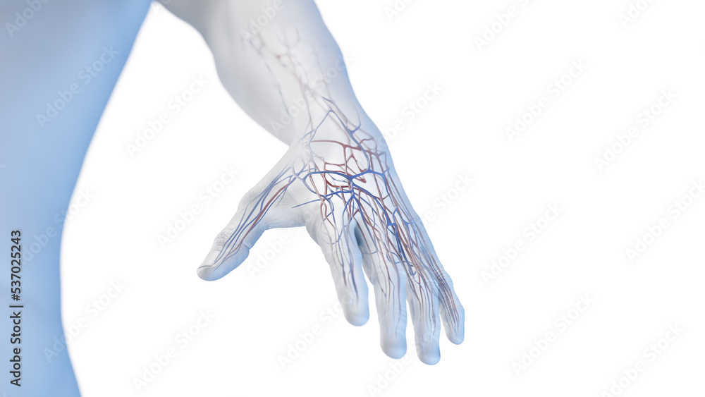 3d rendered medical illustration of the vascular anatomy of the hand ...