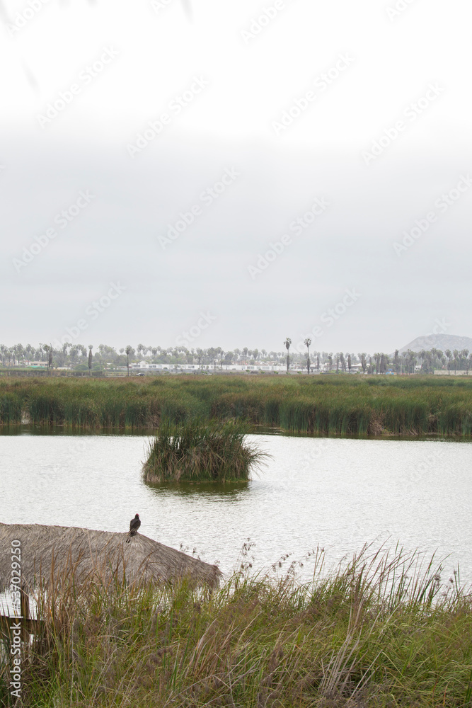 Pantanos de Villa Lima Peru Bird watching sightseing wetland swamp ...