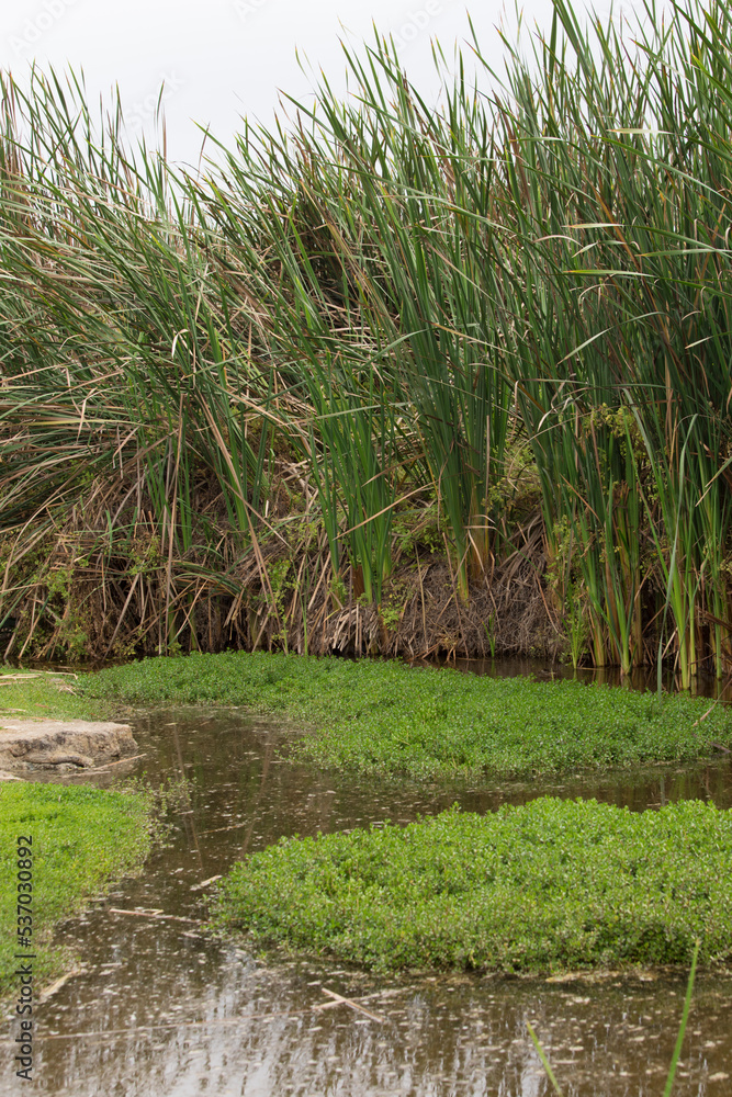 Pantanos de Villa Lima Peru Bird watching sightseing wetland swamp ...